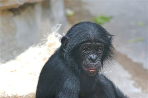 Bonobo : Fiche descriptive du primate avec photos - Instinct Animal