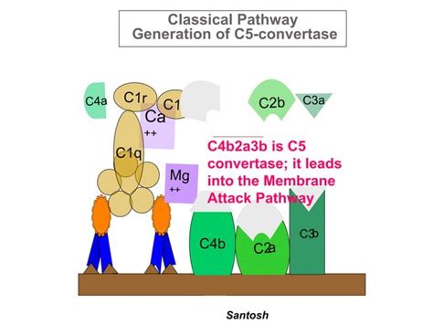 Complement System PPTX