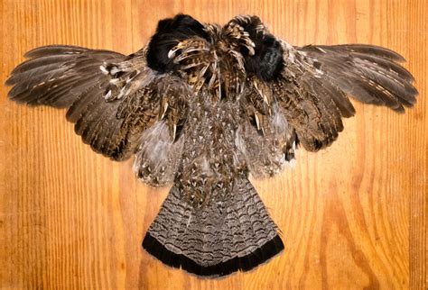 Skinning And Preserving Bird Skins For Memories And Fly Tying RGS