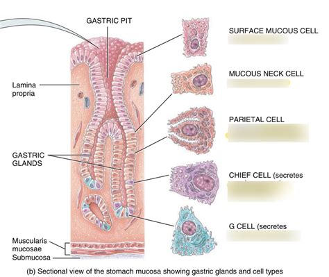 Stomach Cells Diagram Quizlet