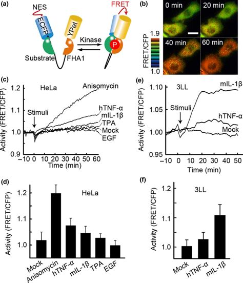 Live imaging of transforming growth factor β activated kinase 1