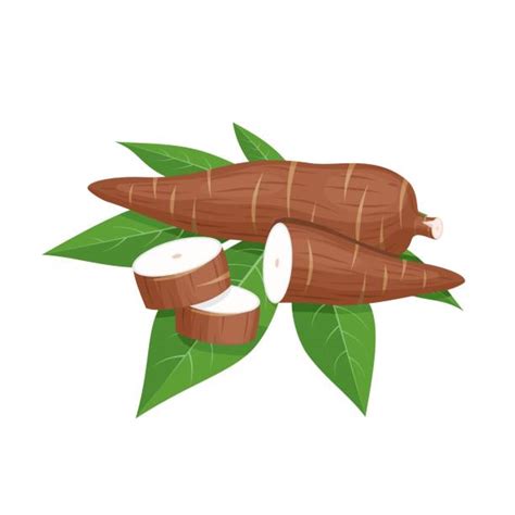 890 Cassava Stock Illustrations Royalty Free Vector Graphics And Clip