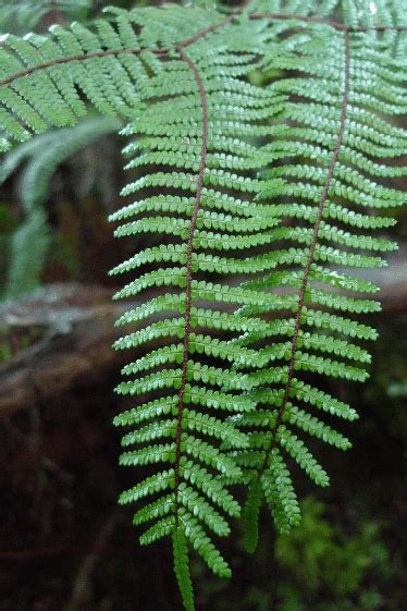 Gleichenia Microphylla In Gleichenia The Ultimate Segments Are Small