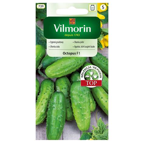 Ogórek gruntowy Octopus F1 nasiona 1 5g VILMORIN
