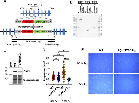 The Toxoplasma Oxygen Sensing Protein Tgphya Is Required For