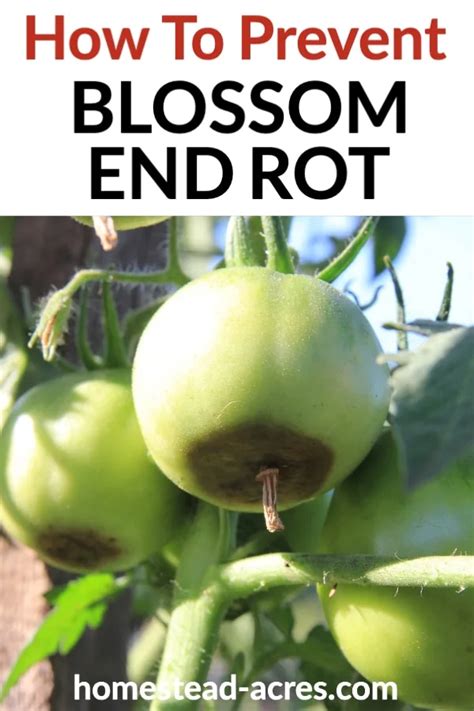 Blossom End Rot On Tomatoes Prevent Treat And Reverse Homestead Acres