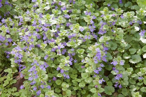 How To Get Rid Of Creeping Charlie Weeds Blains Farm And Fleet Blog