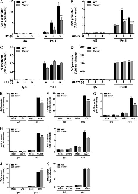 Sarm Is Required For Optimal Pol Ii Recruitment And The Assembly Of