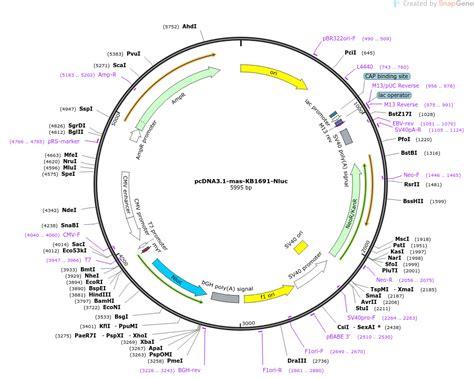 Addgene Pcdna3 1 Mas Kb1691 Nluc