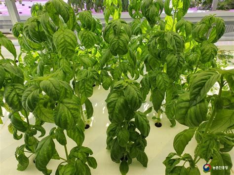 물고기로 채소 키워요 아쿠아포닉스ft 친환경 농법 네이버 블로그