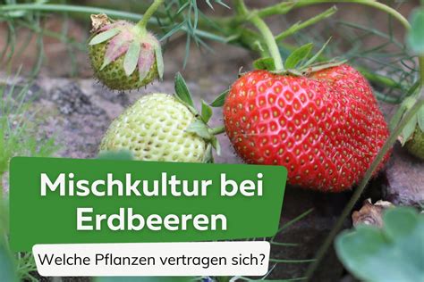 Mischkultur Bei Erdbeeren Welche Pflanzen Vertragen Sich