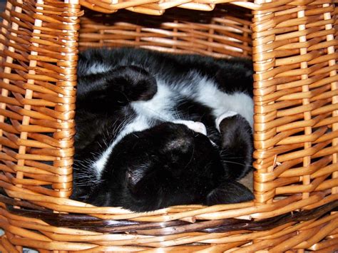 Catnap Pasos Para Disfrutar El Poder De Una Siesta Efectiva