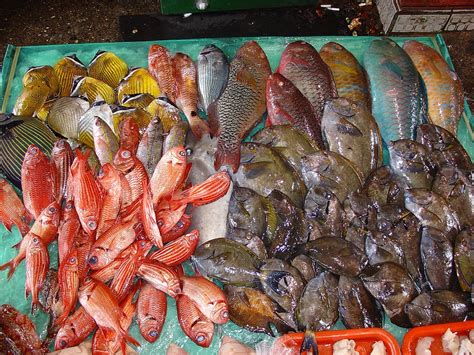 食用魚 魚 種類 363799