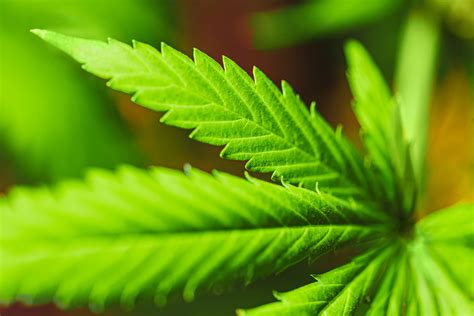What Are Ec And Ppm In Cannabis Growdiaries