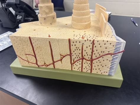 Bone Tissue Diagram Quizlet