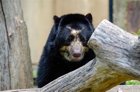 Bear Pictures Adult Andean Near Tree Stump