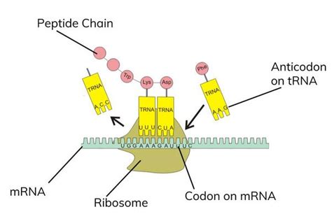 Polypeptide Synthesis Biology Cambridge International A Level