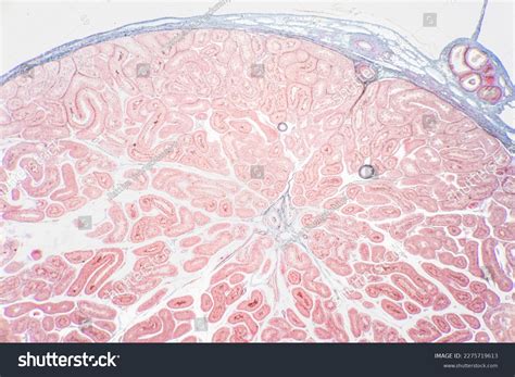Testis Slide Labeled 40x