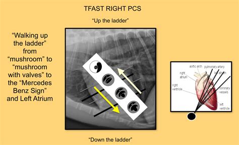 Fastvet Free Resources Ecc Blog Tfast® Views Of The Heart And Their