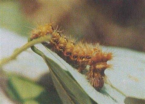 피해 수목의 어린잎 가해해 생장 저해하는 해충