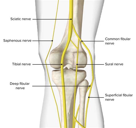 Solution Anatomy Posterior Aspect Of Thigh Popliteal