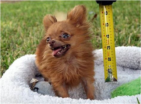 세상에서 가장 작은 개 상위 10 위 네이버 블로그