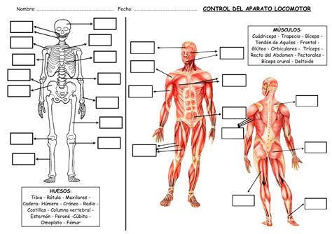 Partes Del Sistema Locomotor Imagui