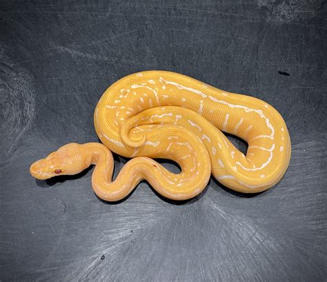 Confusion Ball Python Traits Morphpedia