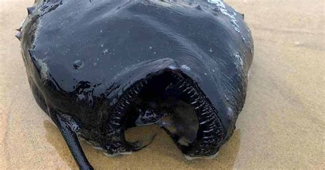 巨大「詭黑怪魚」現身海灘！ 深淵巨口竟可吞「2倍大獵物」 爆新聞