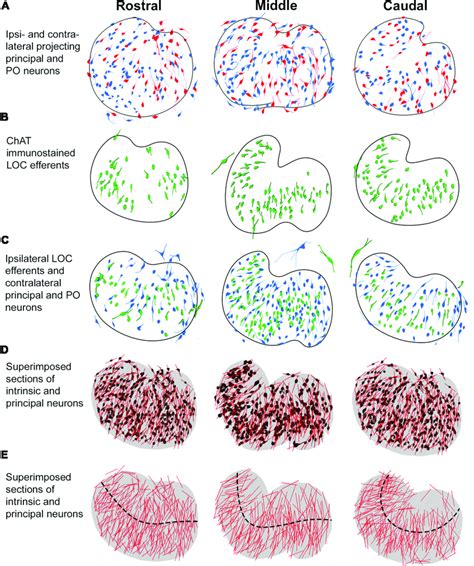 Summary Of Labeling Pattern Of Principal And Intrinsic Neurons In
