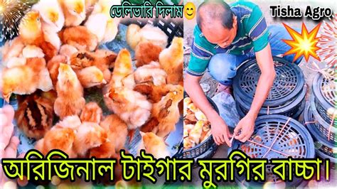 নিজে গিয়েই ডেলিভারি দিয়ে আসলাম অরজিনাল টাইগার মুরগির বাচ্চা💥😊 Tiger
