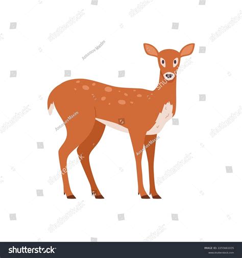 Female Deer Clipart