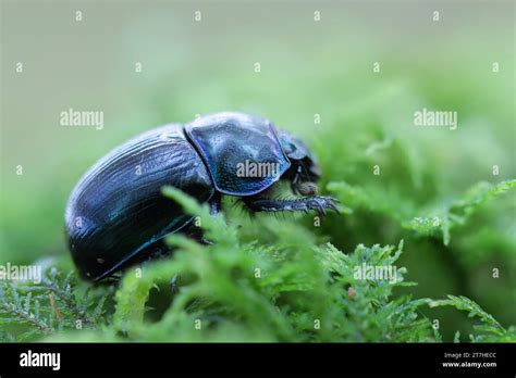 Earth Boring Blue Geotrupidae Anoplotrupes Stercorosus In Close View