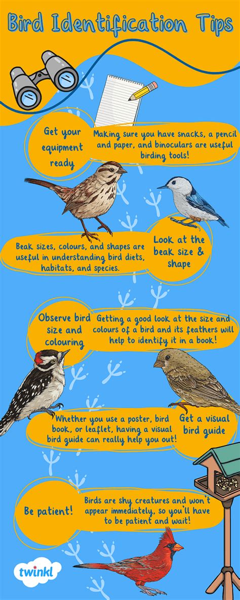 Conversations With Bird Conservationists Twinkl Ca Blog