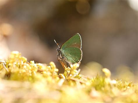 Kunming Declaration On Biodiversity Medarbetarwebben