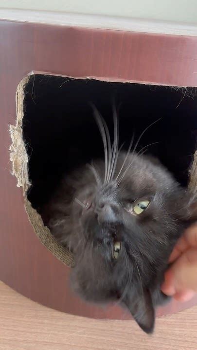 お気に入りロクハウス Cat Shorts 猫のいる暮らし ロク くろねこ Youtube