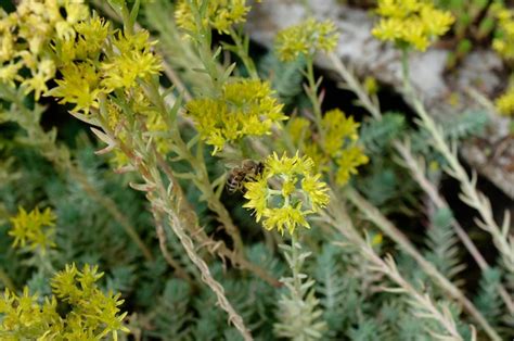 Premium Photo Bee On Yellow Flowers