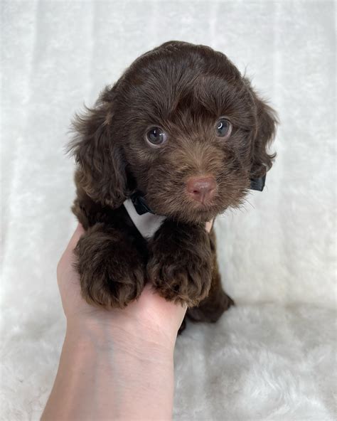 Prestige Cavoodles Prestigecavoodlesbrisbane • Instagram Photos And Videos