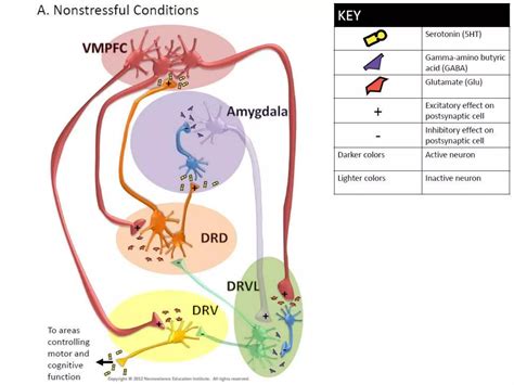 Neurobiology And Functional Brain Circuits In Mood Disorders Pptx
