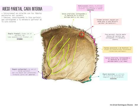 Anatomía hueso parietal cara interna Iris Domínguez uDocz