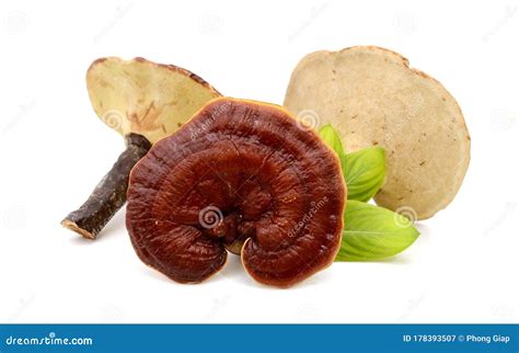 Lingzhi Ganoderma Lucidum Isolated On White Chinese Traditional