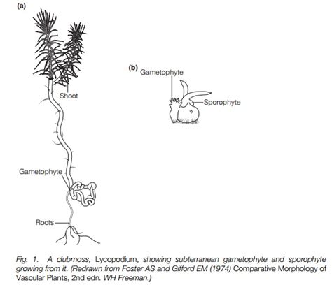 Reproduction And Gametophyte In Lycopsida