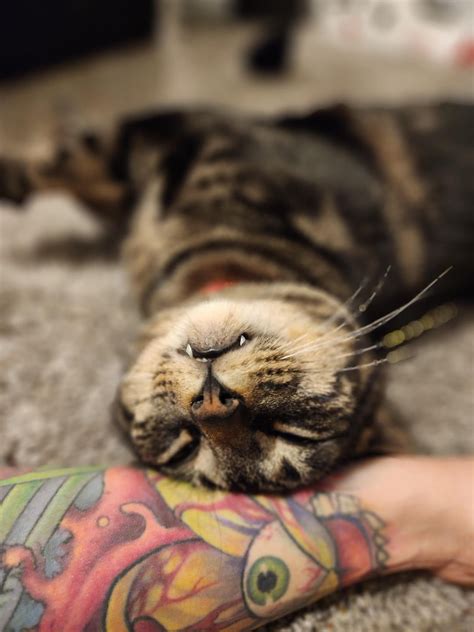 Vampire Model R Standardissuecat