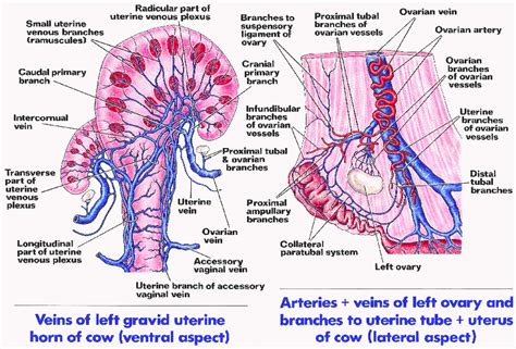 Uterine Vein Wikipedia