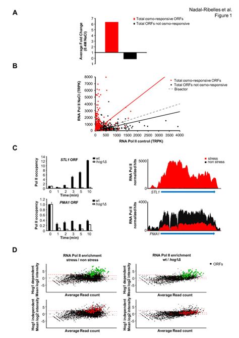 Selective Redistribution Of Rna Pol Ii In Response To Osmostress A
