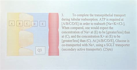 Solved To Complete The Transepithelial Transport During