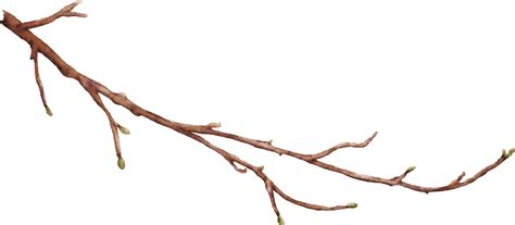 Watercolor Cherry Blossom Stem Element 29752383 Png
