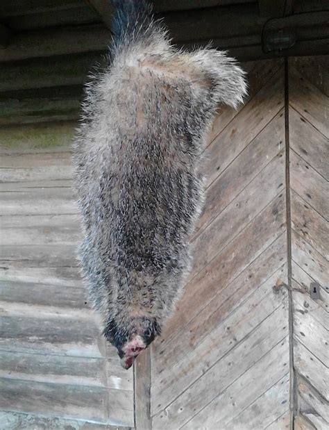 Āpsis Medību Trofejas