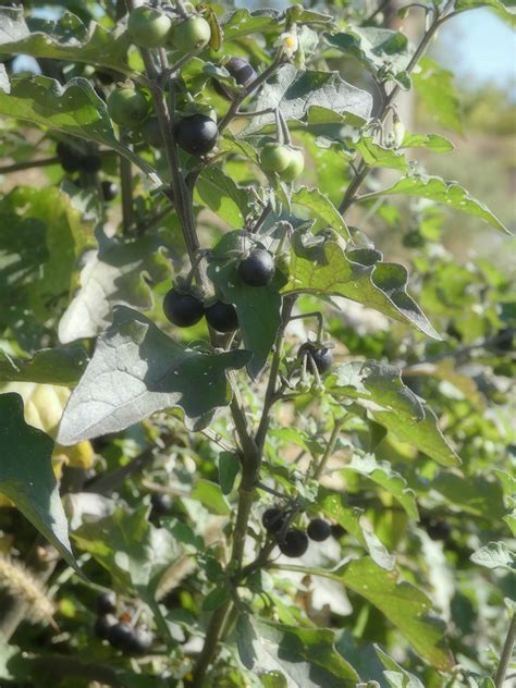 Solanum Nigrum Изображение особи Плантариум