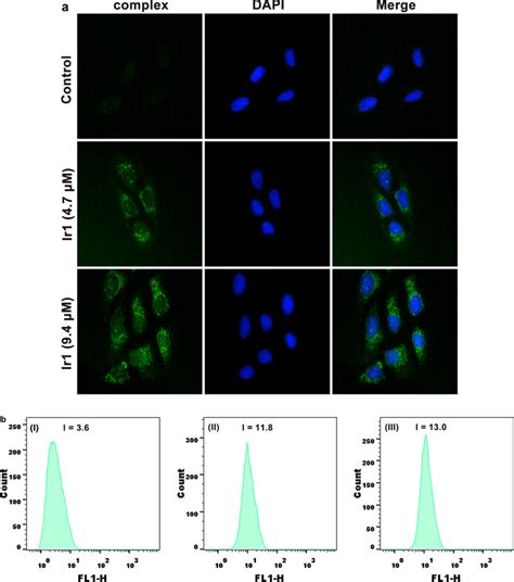 A Cellular Uptake Assay B Green Fluorescence Intensity Was Determined